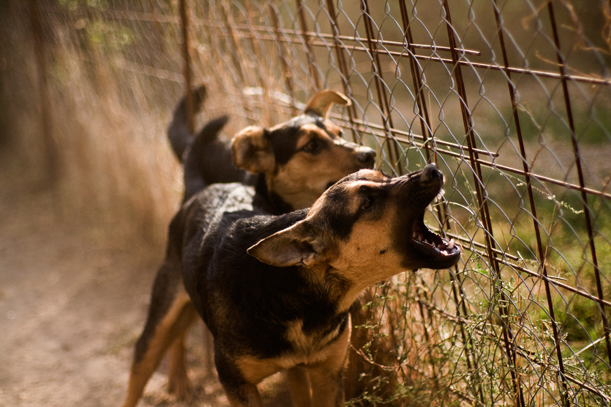 What Is The Law On Dogs Barking What Is The Law On Dogs Barking